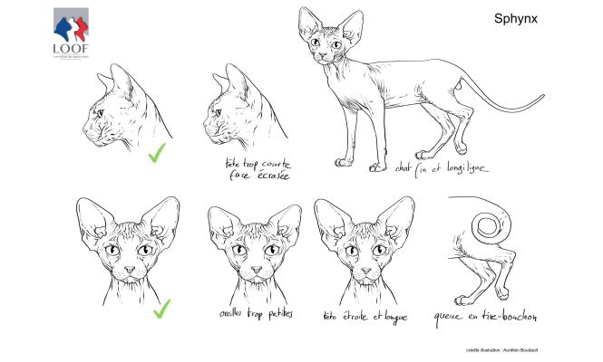 Caractéristiques de la race | LOOF
